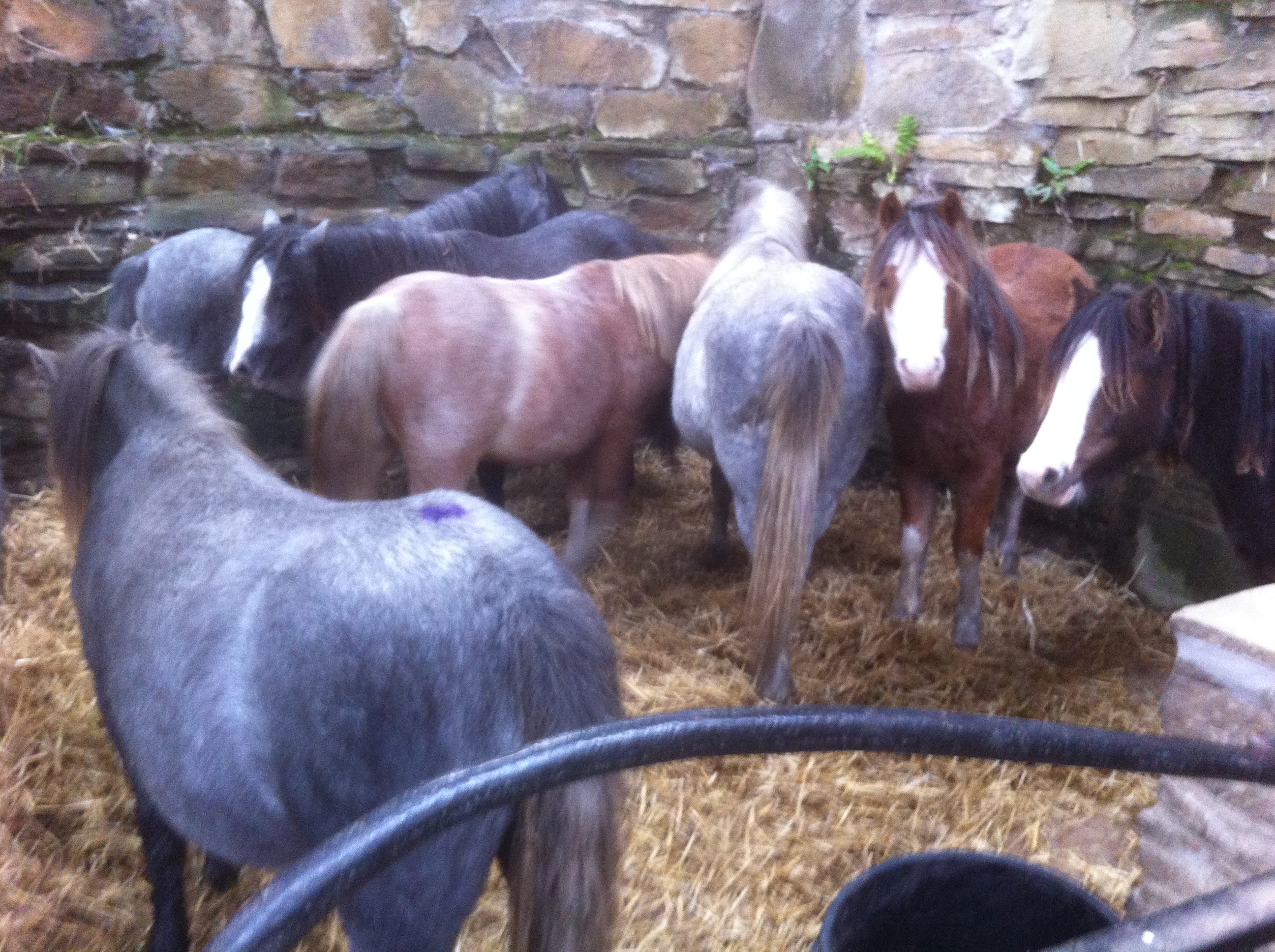 Gallery | Sponsor a Pony